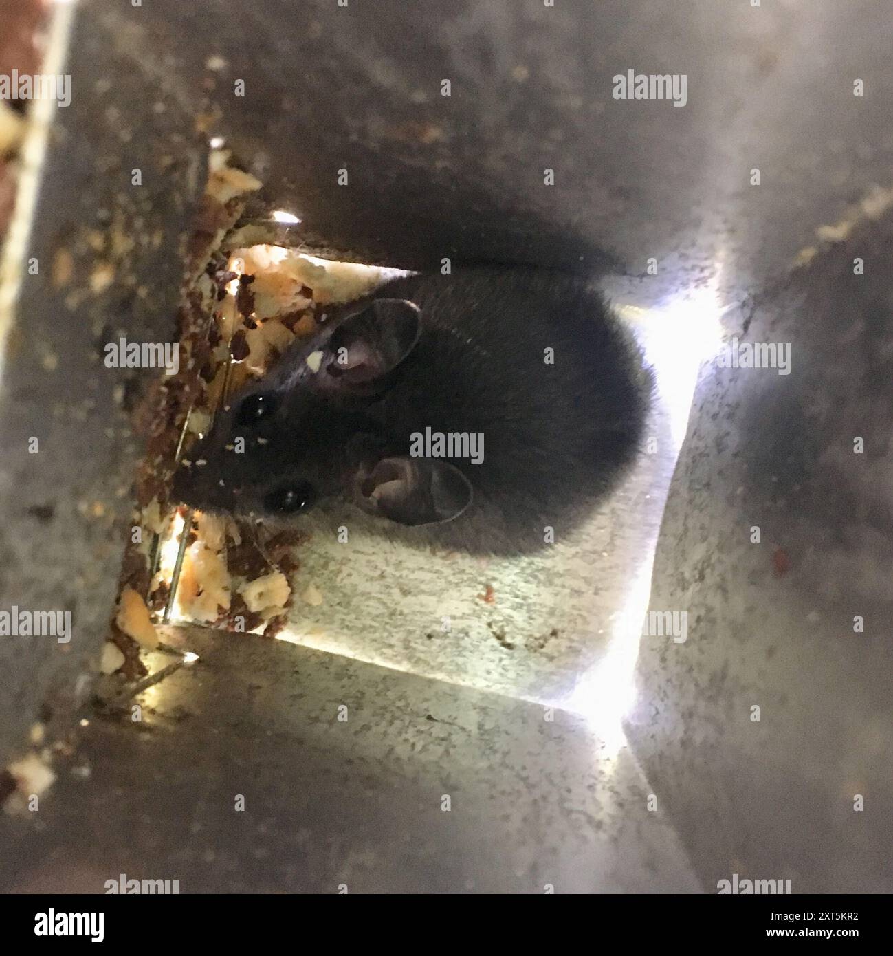 House Mouse (Mus musculus) Mammalia Stock Photo - Alamy