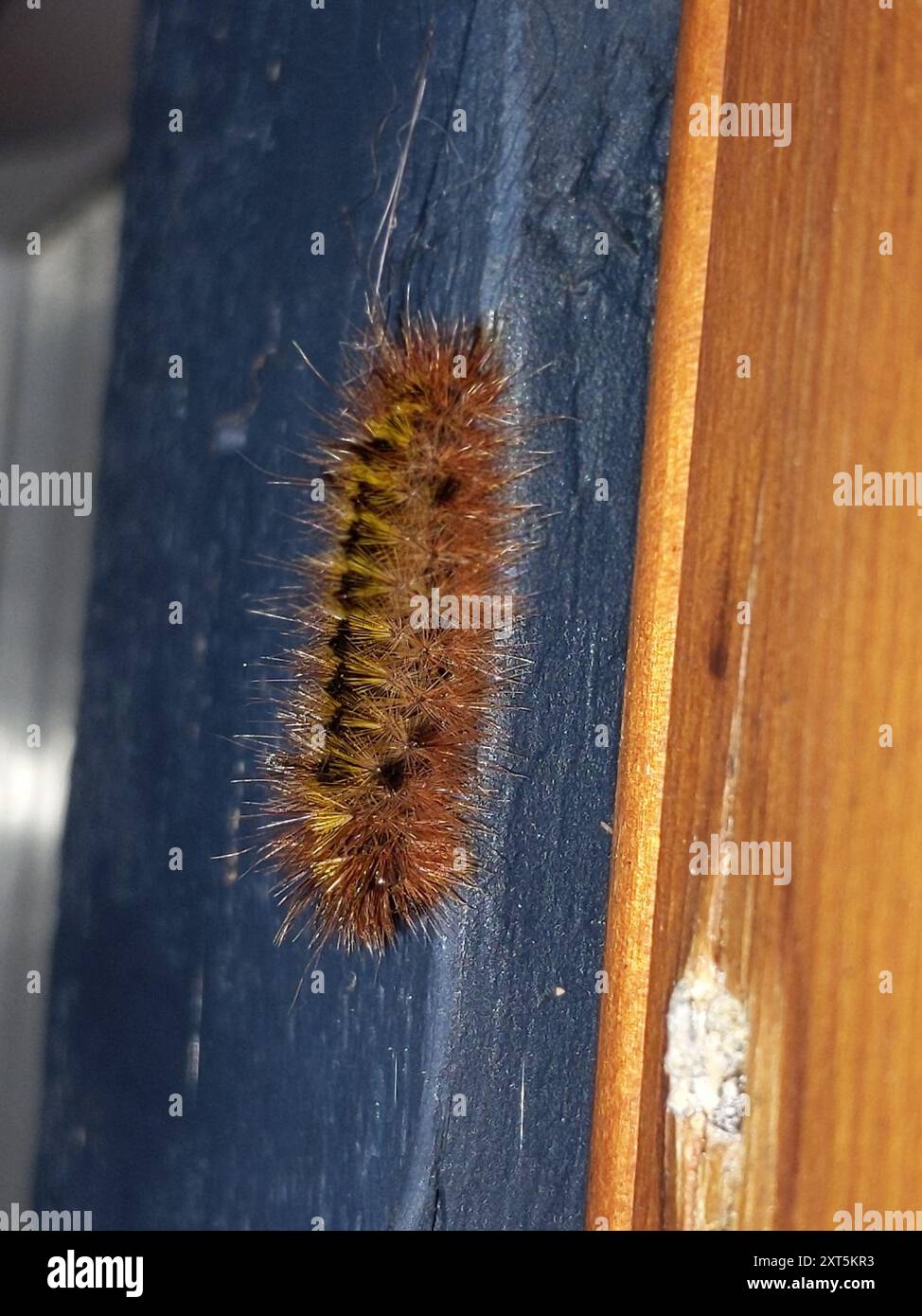 Silver-spotted Tiger Moth (Lophocampa argentata) Insecta Stock Photo ...