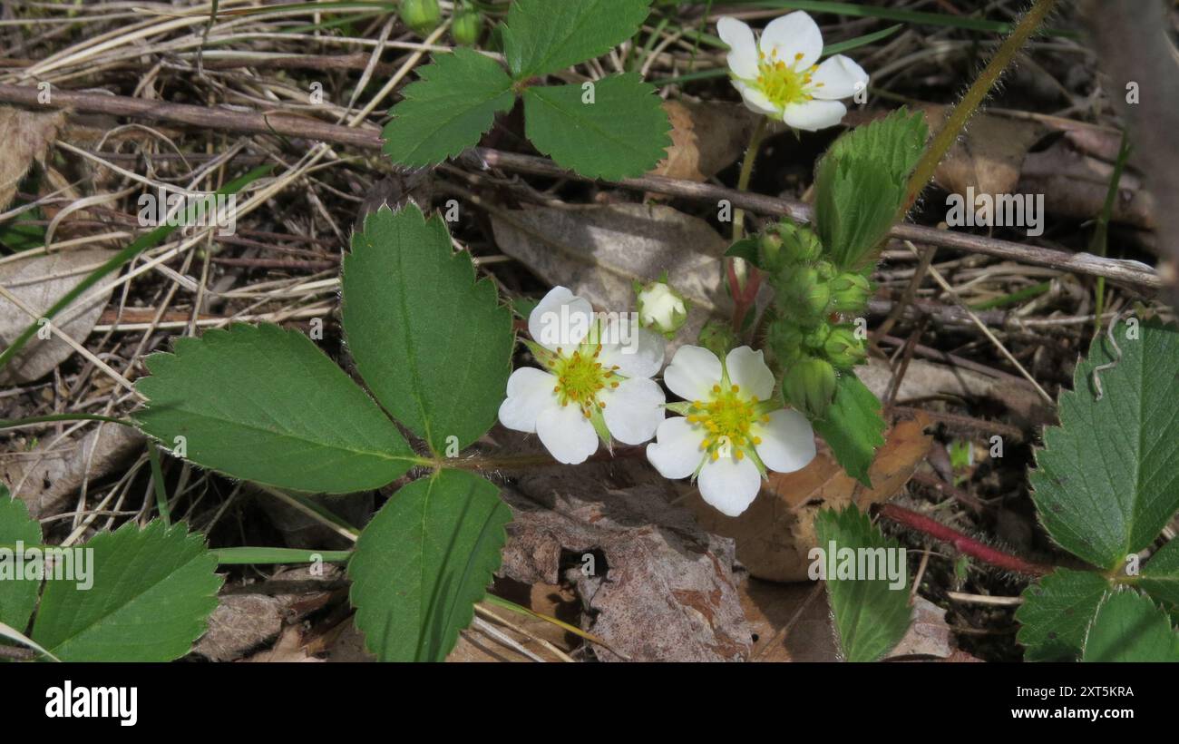 Virginia strawberry (Fragaria virginiana) Plantae Stock Photo - Alamy