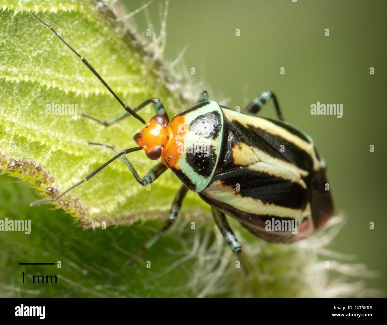 Four-lined Plant Bug (Poecilocapsus lineatus) Insecta Stock Photo - Alamy