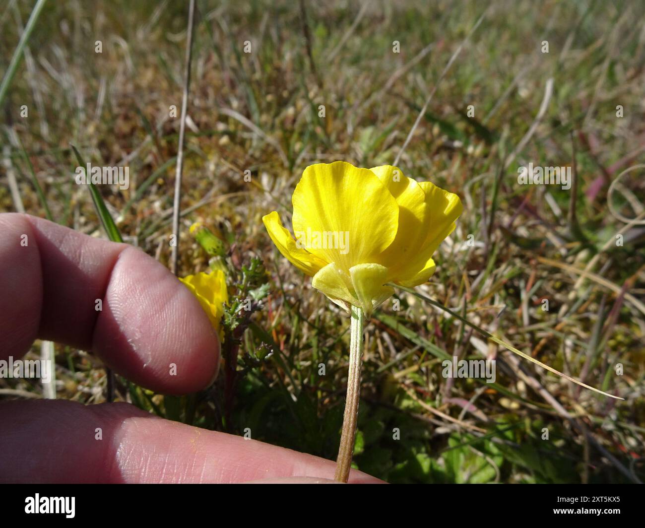 bulbous buttercup (Ranunculus bulbosus) Plantae Stock Photo - Alamy