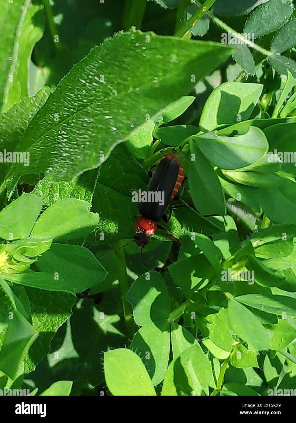 Dark Sailor Beetle (Cantharis fusca) Insecta Stock Photo - Alamy