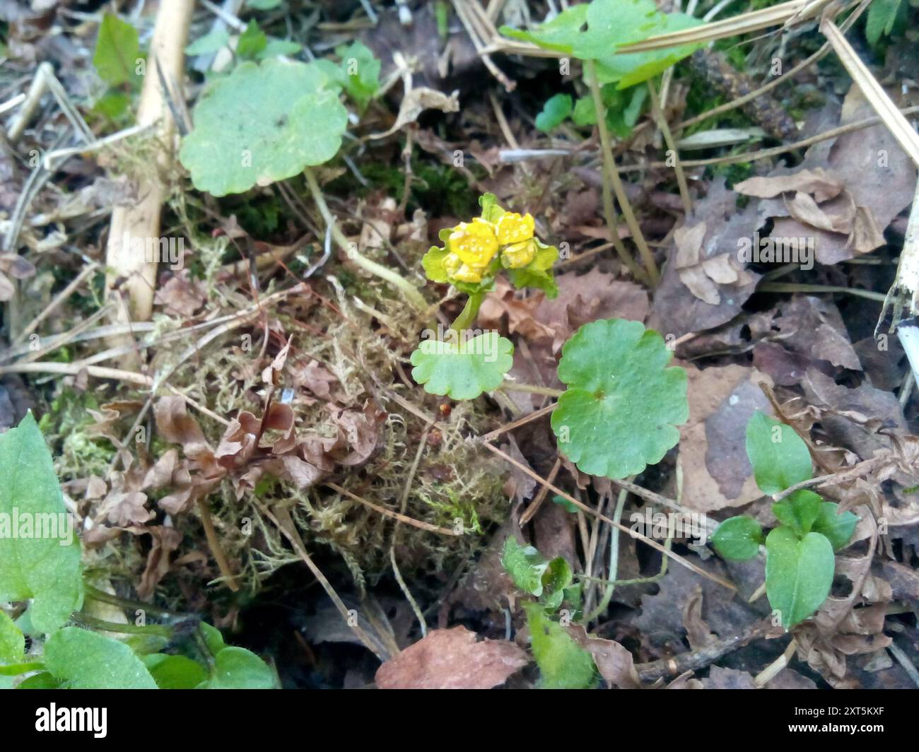 Alternate-leaved Golden Saxifrage (Chrysosplenium alternifolium ...