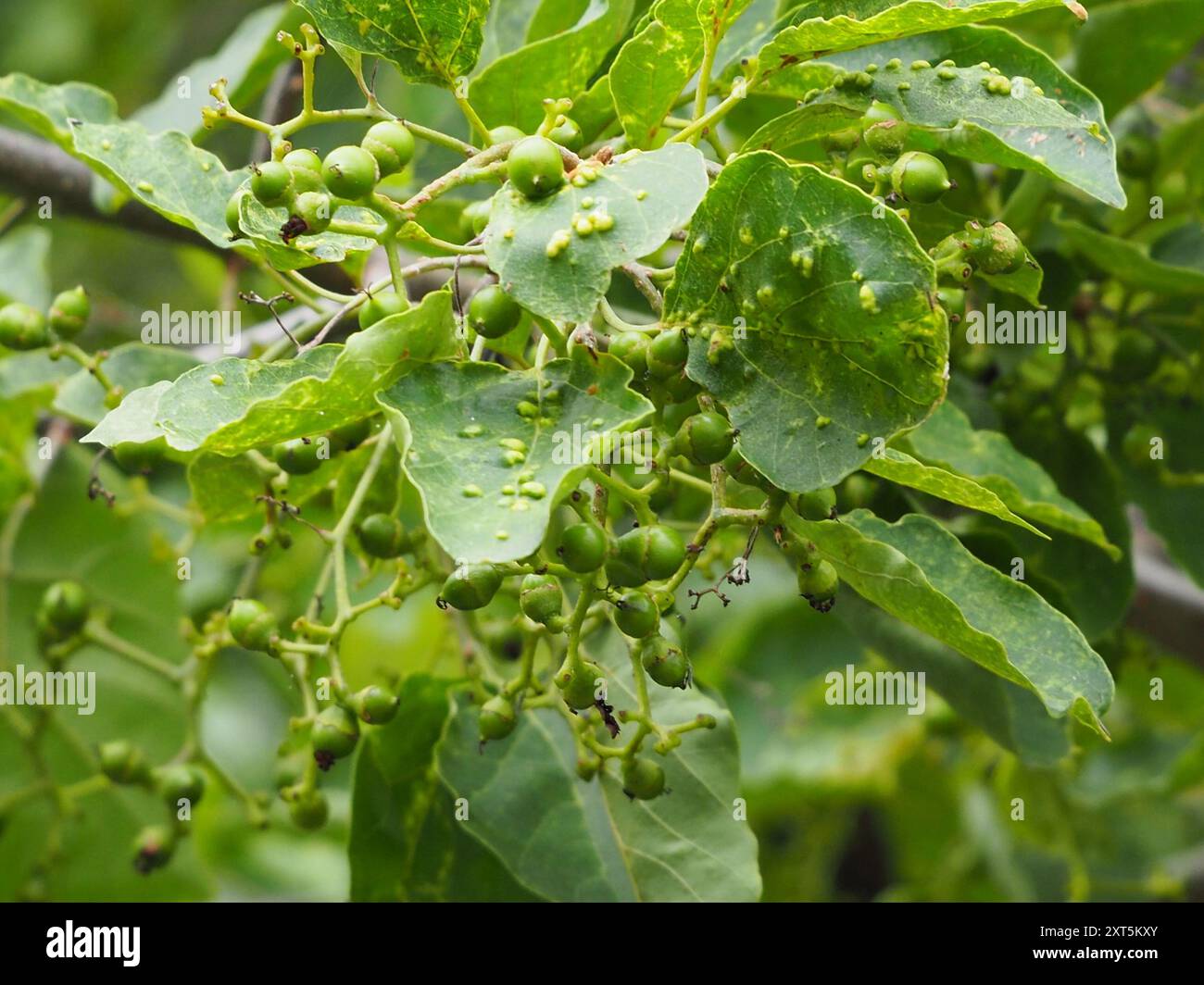 Clammy Cherry (Cordia dichotoma) Plantae Stock Photo - Alamy