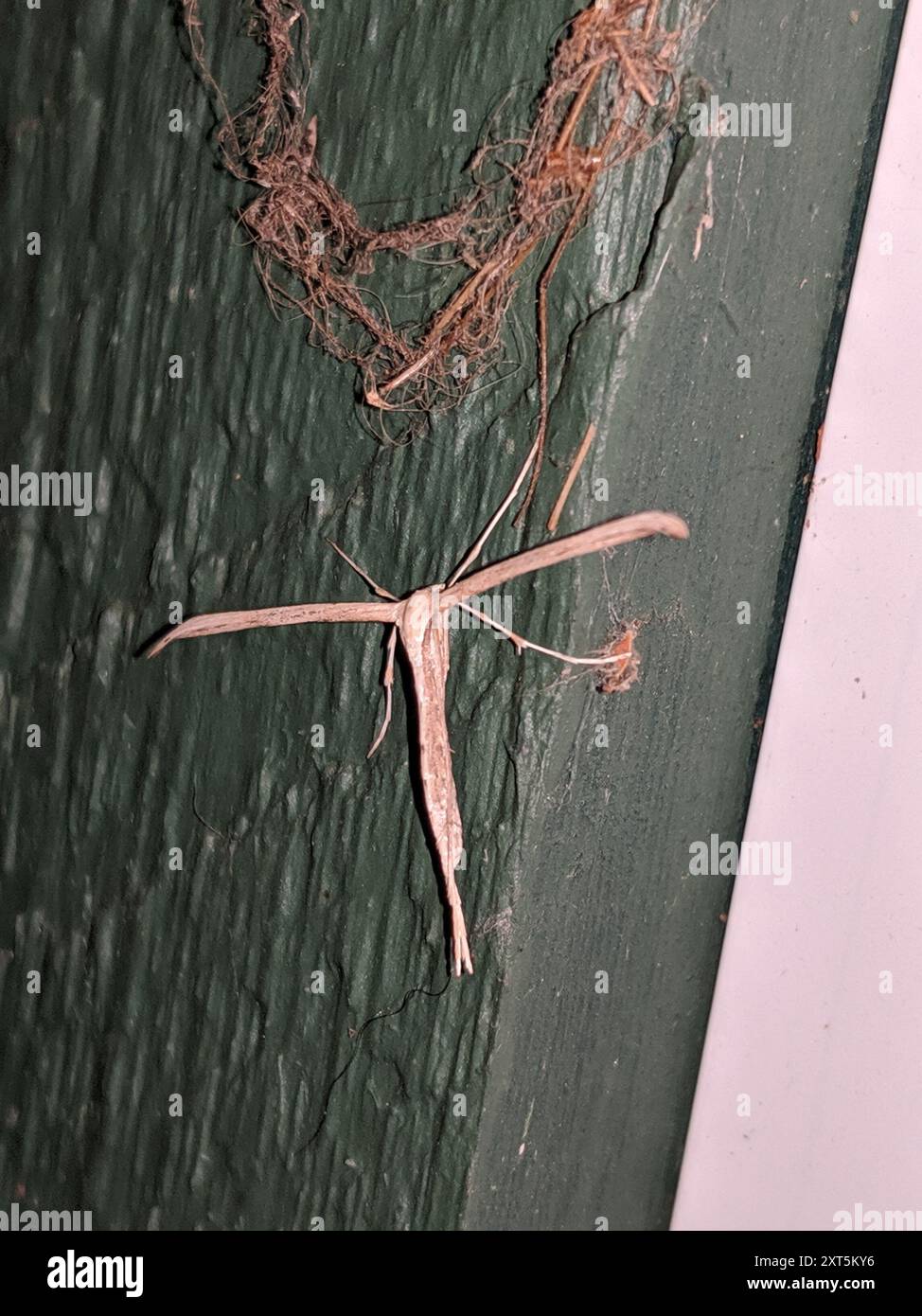 Morning-glory Plume Moth (Emmelina monodactyla) Insecta Stock Photo - Alamy