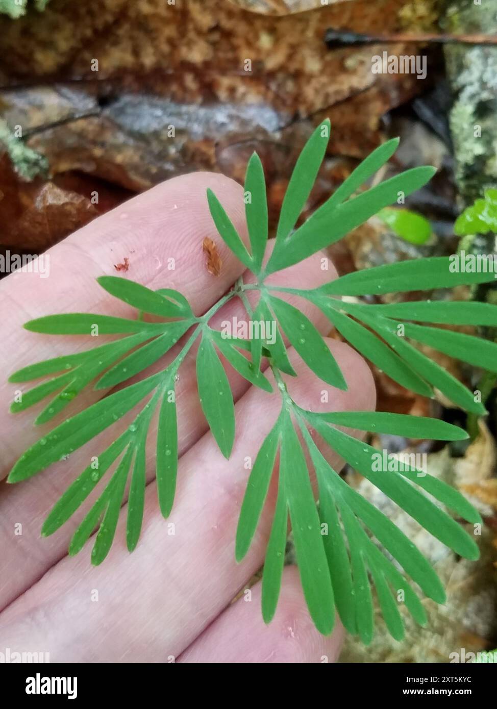 squirrel corn (Dicentra canadensis) Plantae Stock Photo - Alamy