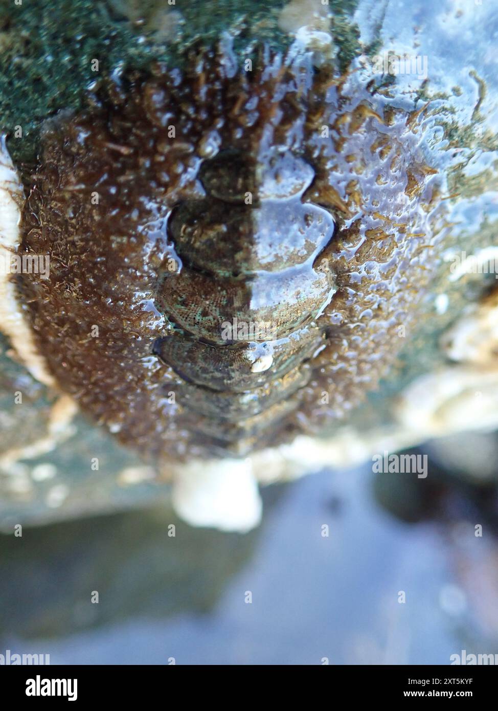 Chitons (Polyplacophora) Mollusca Stock Photo - Alamy