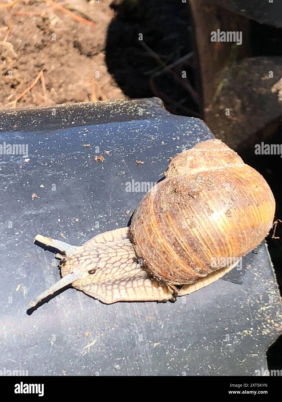 Roman Snail (Helix pomatia) Mollusca Stock Photo - Alamy