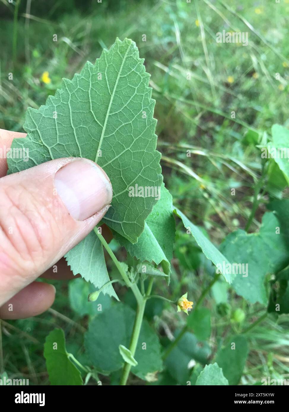 sweet Indian Mallow (Abutilon fruticosum) Plantae Stock Photo - Alamy