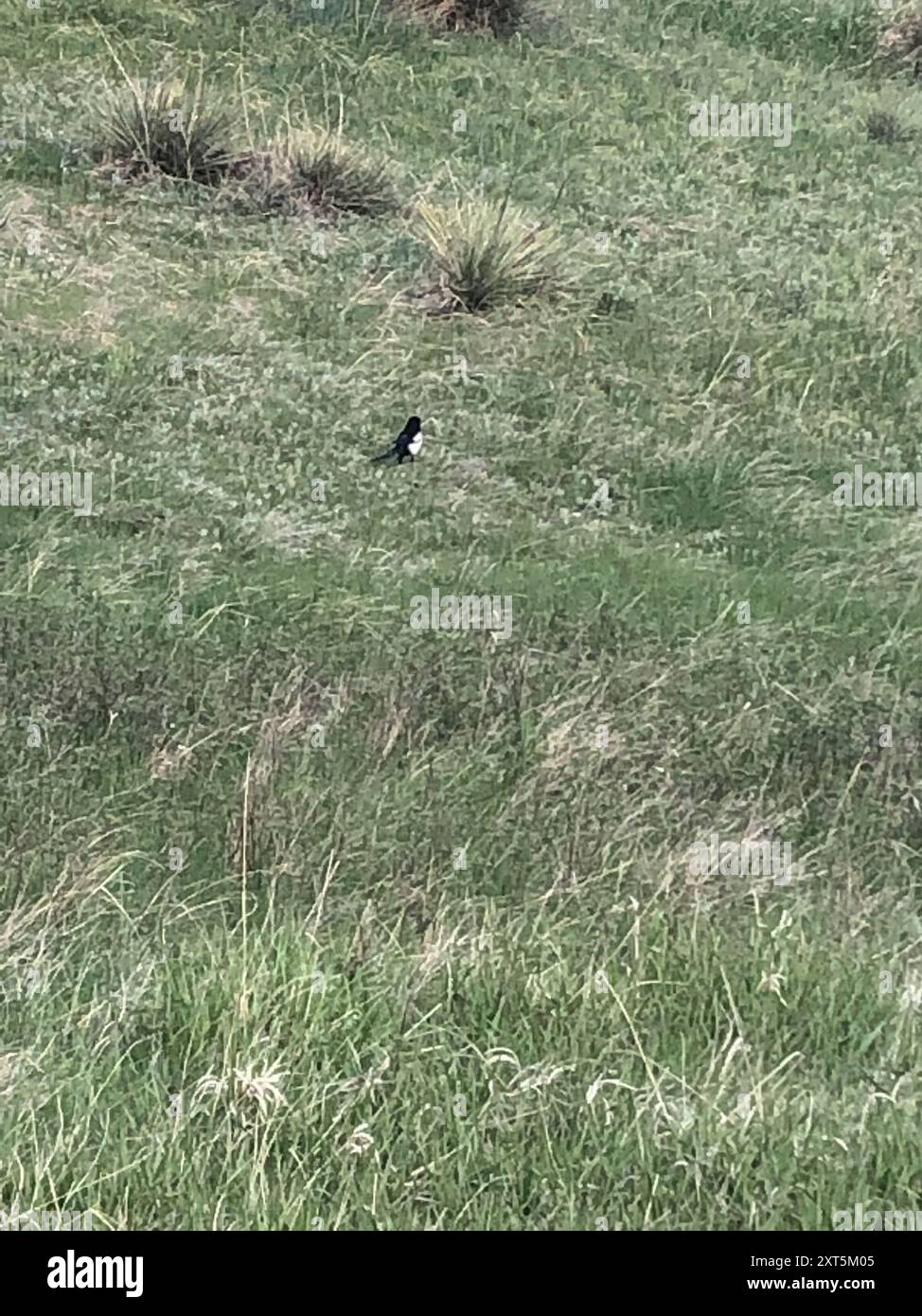 Black-billed Magpie (Pica hudsonia) Aves Stock Photo - Alamy