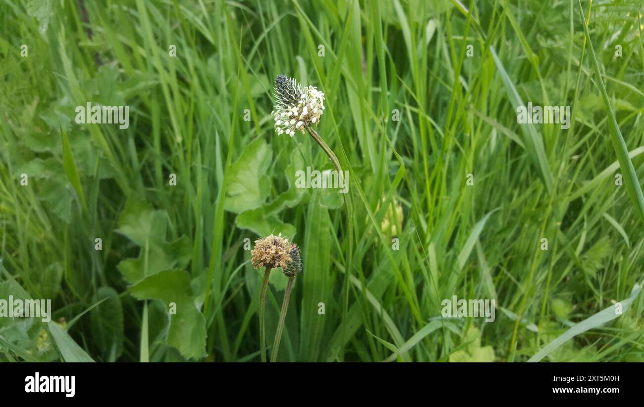 ribwort plantain (Plantago lanceolata) Plantae Stock Photo - Alamy