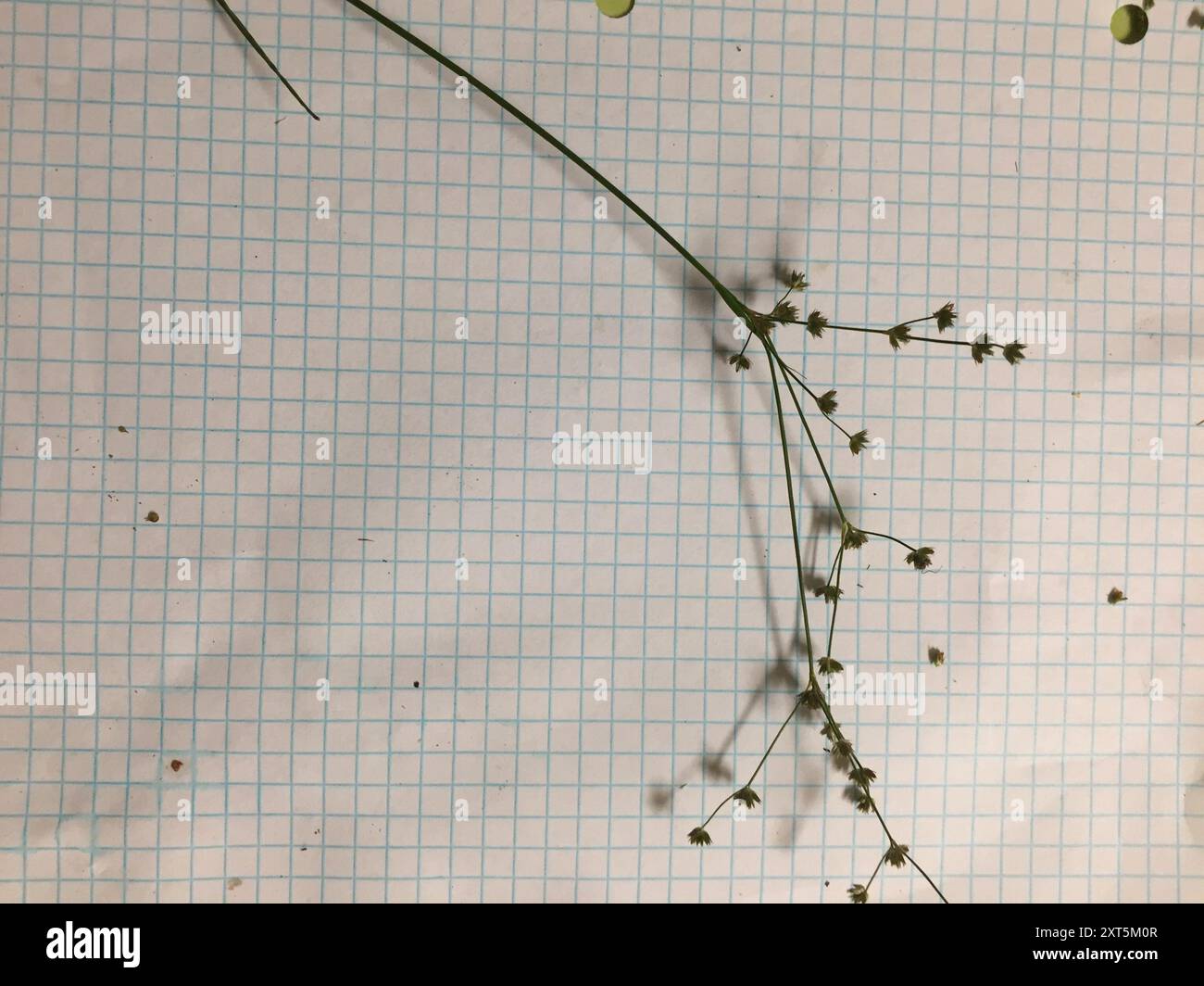 tapered rush (Juncus acuminatus) Plantae Stock Photo - Alamy