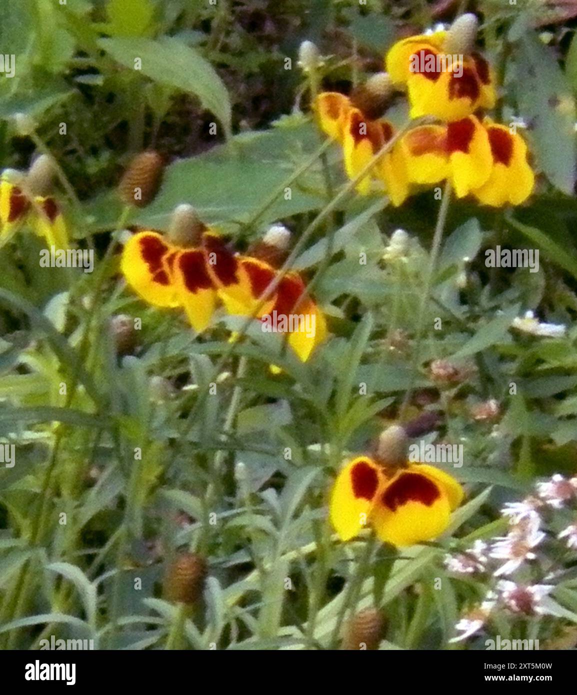 upright prairie coneflower (Ratibida columnifera) Plantae Stock Photo ...