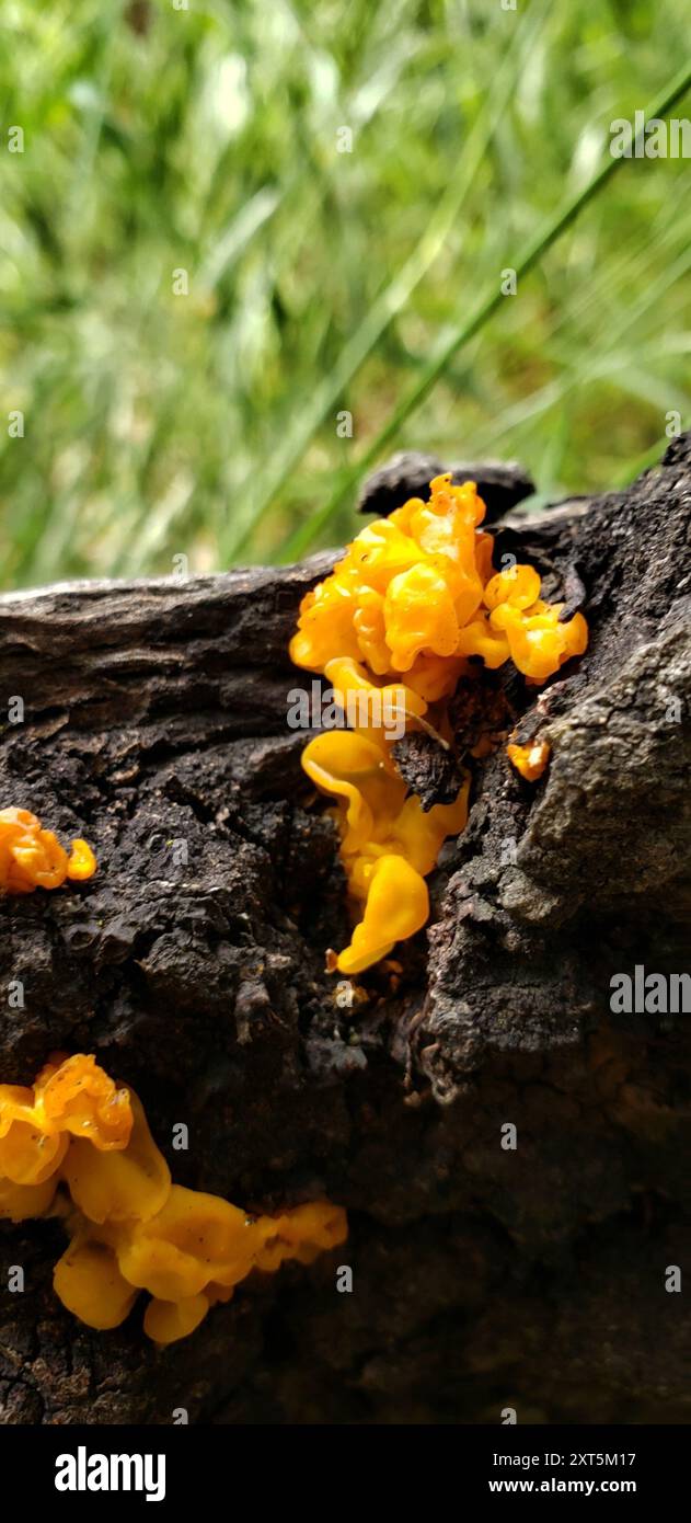 golden ear (Naematelia aurantia) Fungi Stock Photo - Alamy