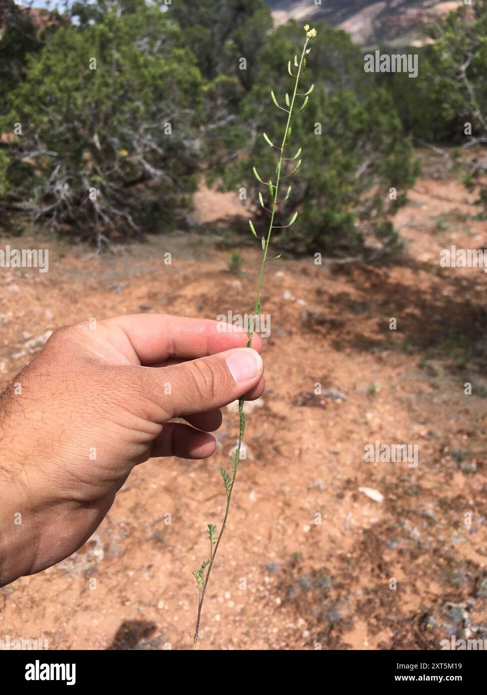 Western Tansymustard (Descurainia pinnata) Plantae Stock Photo - Alamy