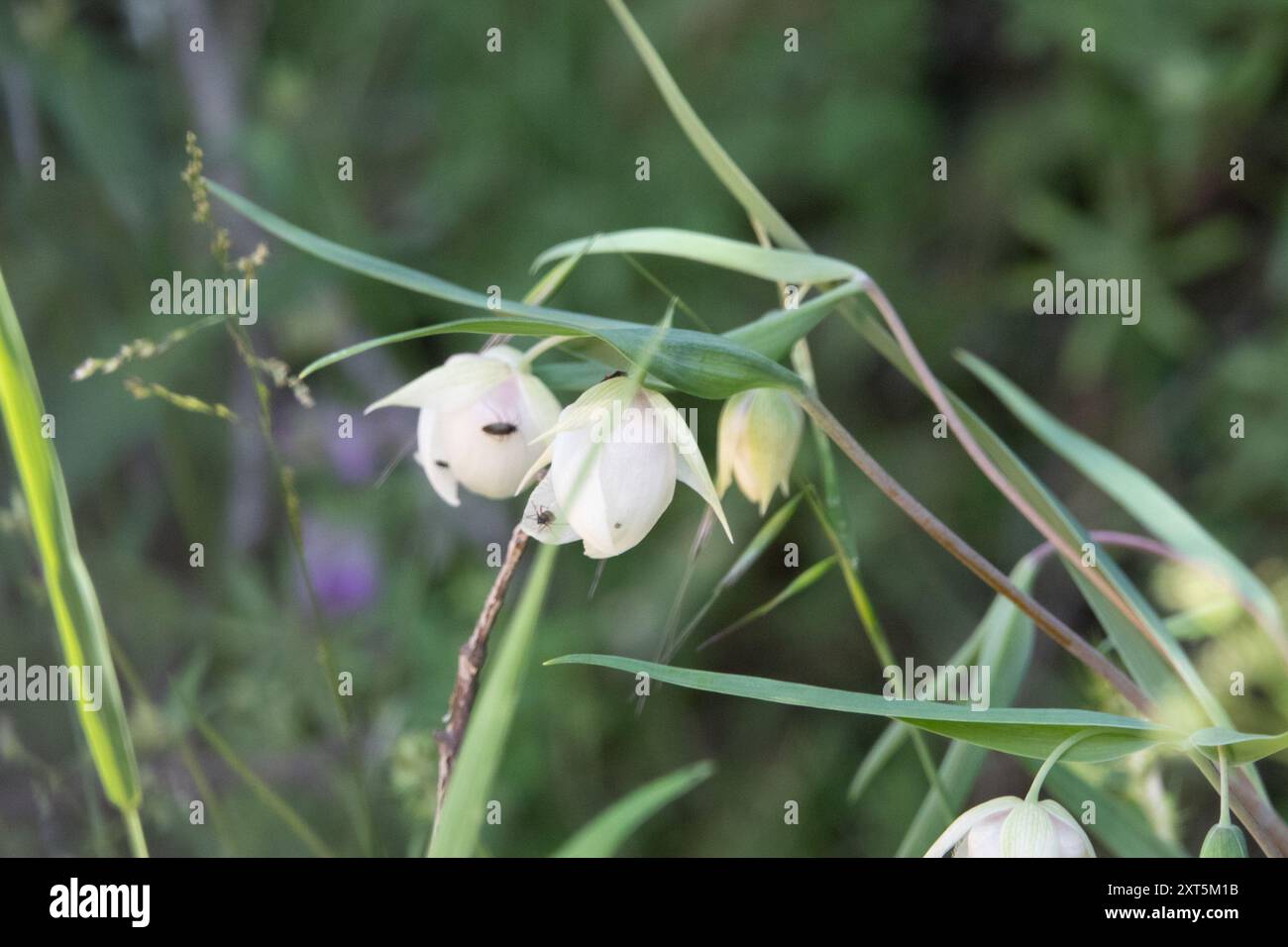 White Globe Lily (Calochortus albus) Plantae Stock Photo - Alamy