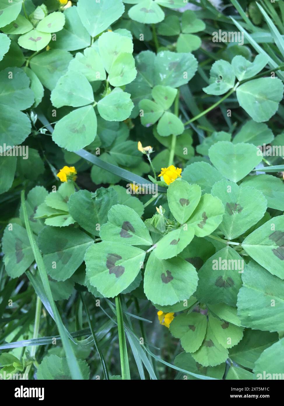 Spotted medick (Medicago arabica) Plantae Stock Photo - Alamy
