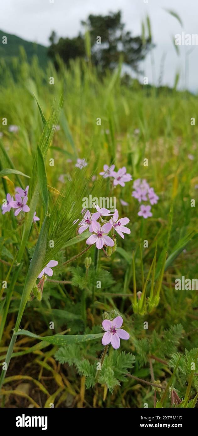 Redstem Stork's-bill (Erodium cicutarium) Plantae Stock Photo - Alamy
