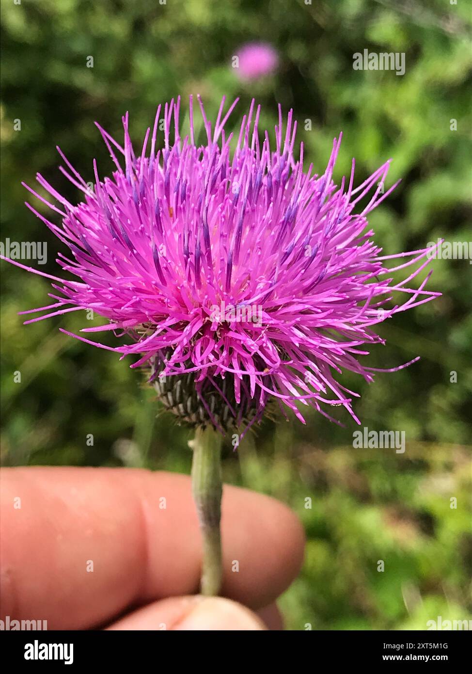 Texas Thistle (Cirsium texanum) Plantae Stock Photo - Alamy