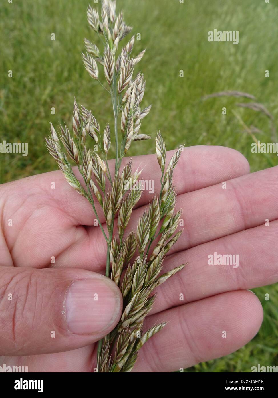 tall fescue (Lolium arundinaceum) Plantae Stock Photo - Alamy