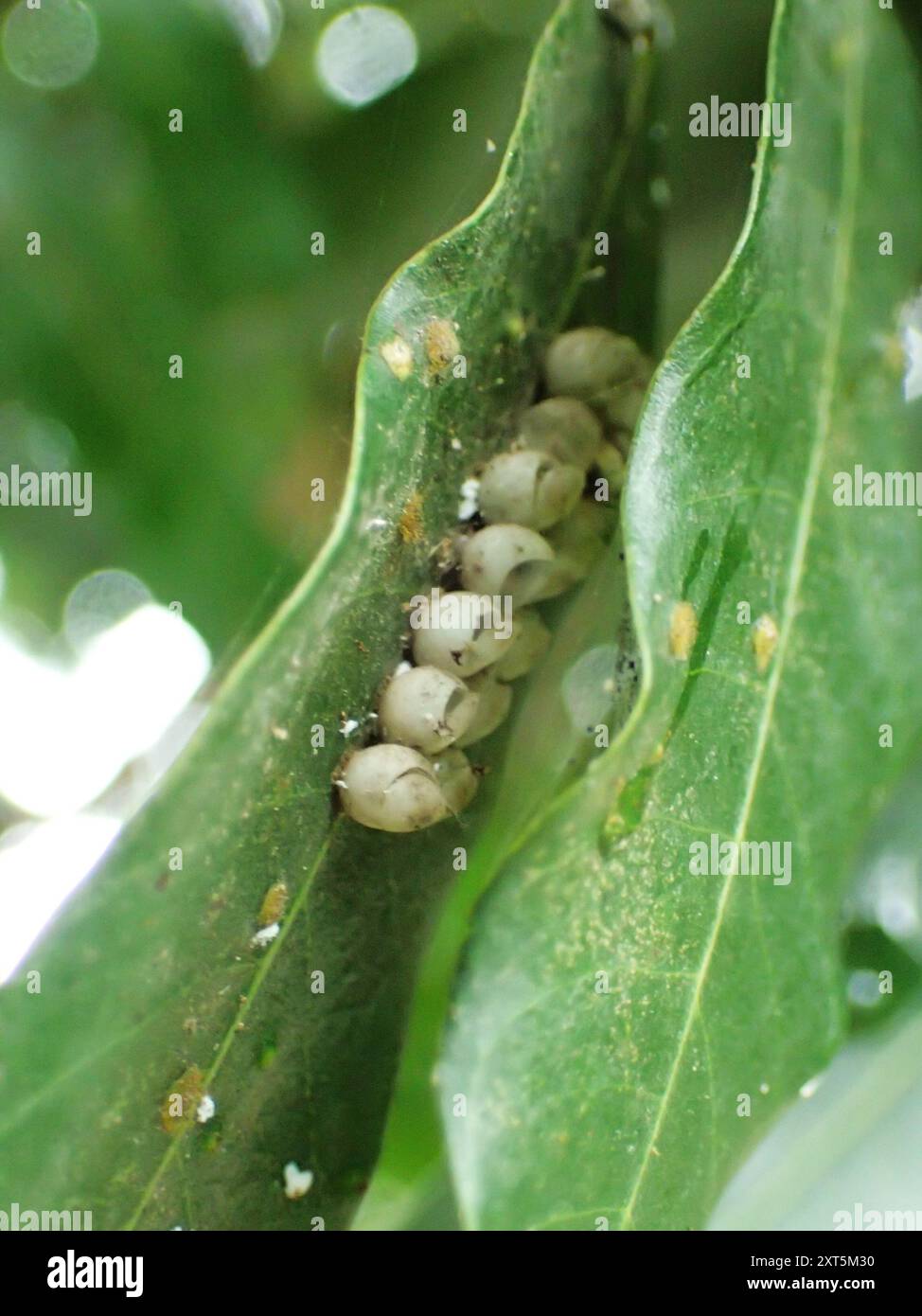 Lychee Stink Bug (Tessaratoma papillosa) Insecta Stock Photo - Alamy Lychee Stink Bug (Tessaratoma papillosa) Insecta Stock Photo - Alamy