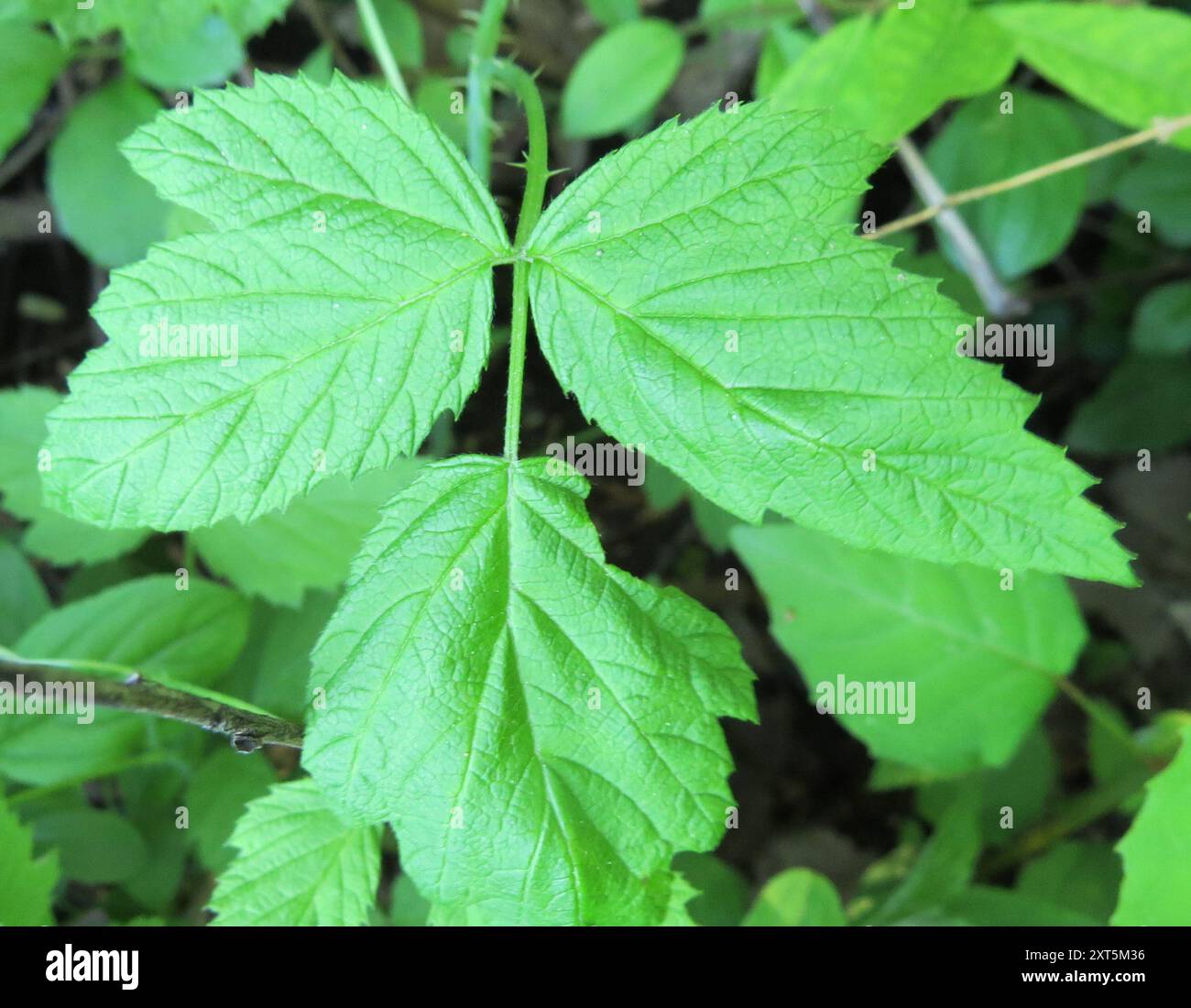 black raspberry (Rubus occidentalis) Plantae Stock Photo - Alamy