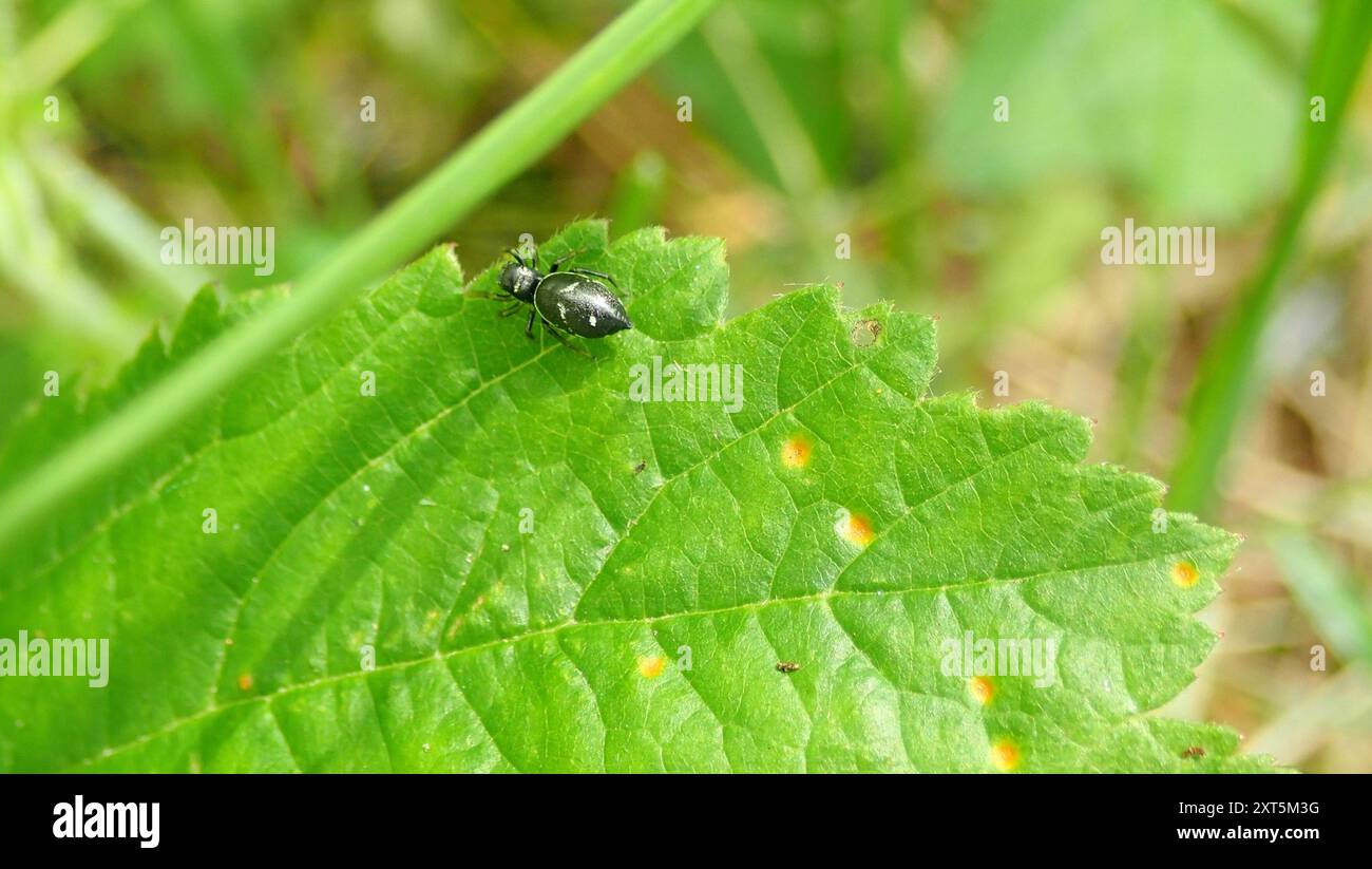 Sun Jumping Spiders (Heliophanus) Arachnida Stock Photo - Alamy