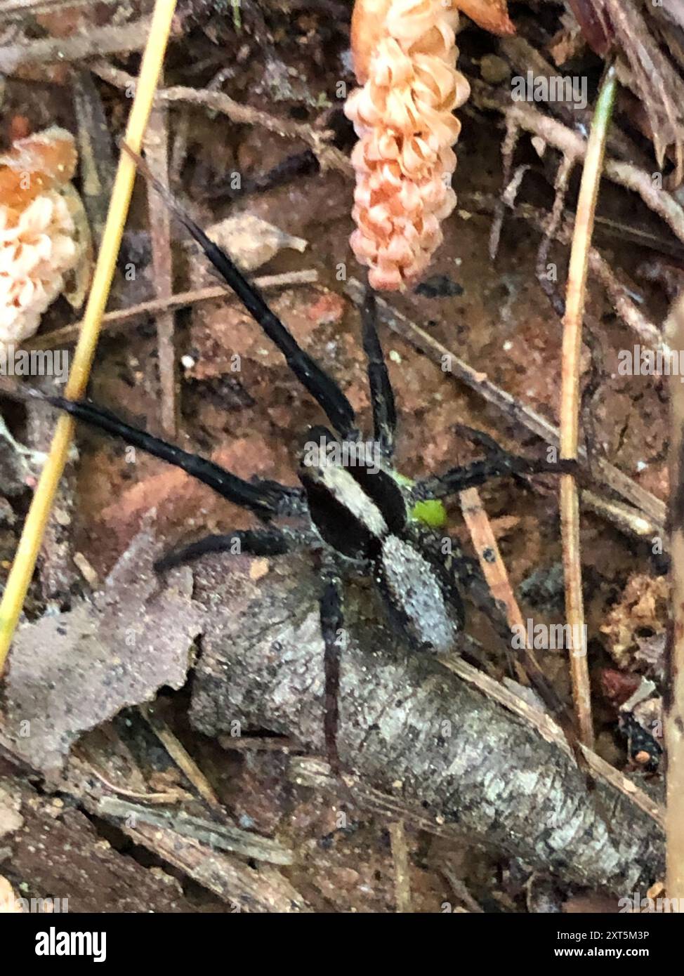 Brush-legged Spiders (Schizocosa) Arachnida Stock Photo - Alamy
