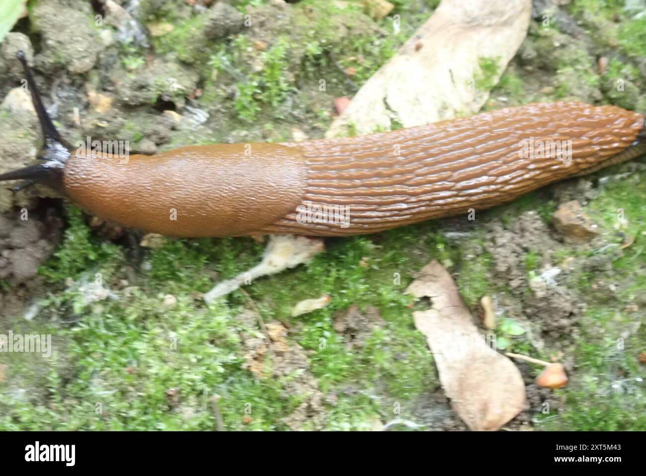 Black Slug (Arion ater) Mollusca Stock Photo - Alamy