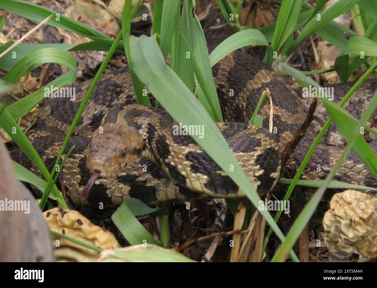Eastern Foxsnake (Pantherophis vulpinus) Reptilia Stock Photo - Alamy