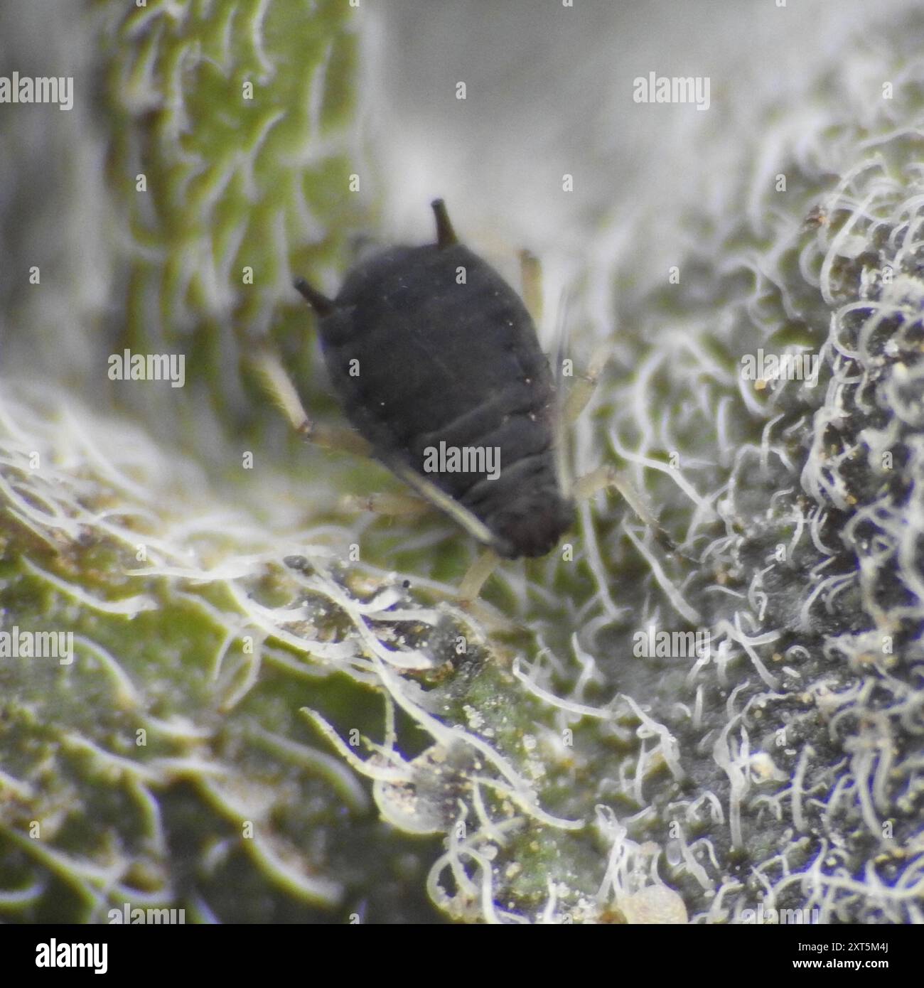 Aphids (Aphididae) Insecta Stock Photo - Alamy