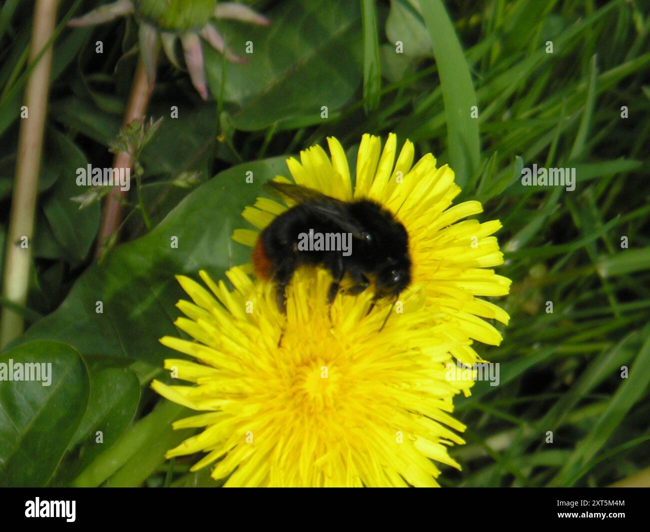 Red-tailed Bumble Bee (Bombus lapidarius) Insecta Stock Photo - Alamy