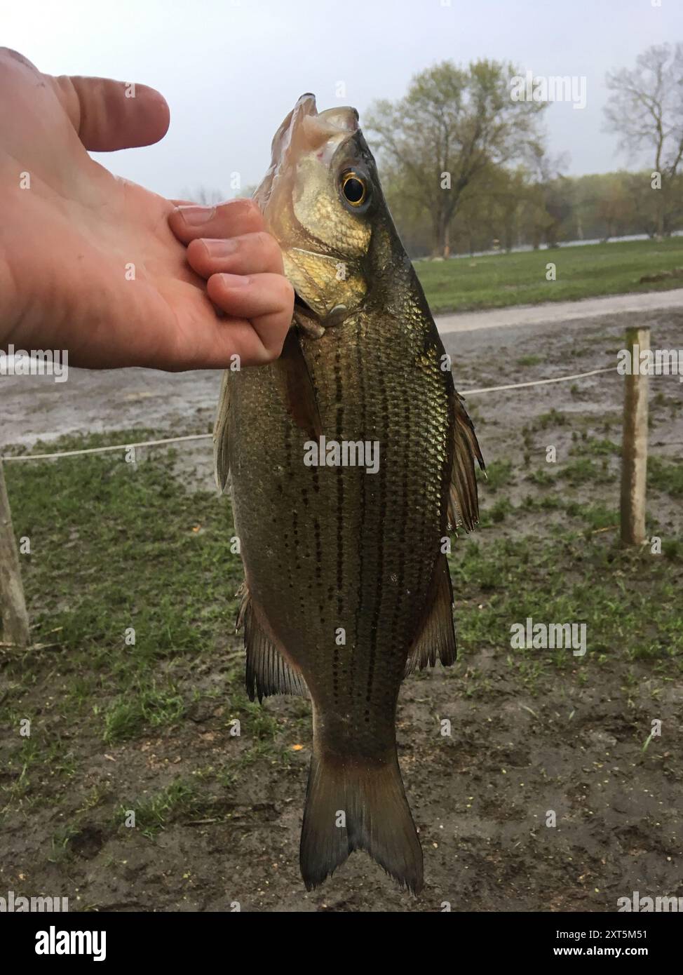 White Bass (Morone chrysops) Actinopterygii Stock Photo - Alamy