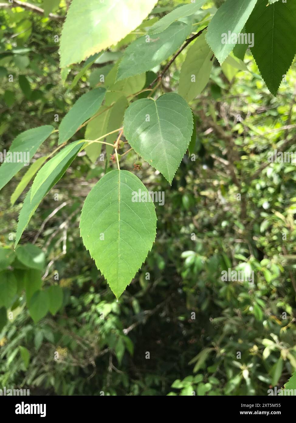 common serviceberry (Amelanchier arborea) Plantae Stock Photo - Alamy