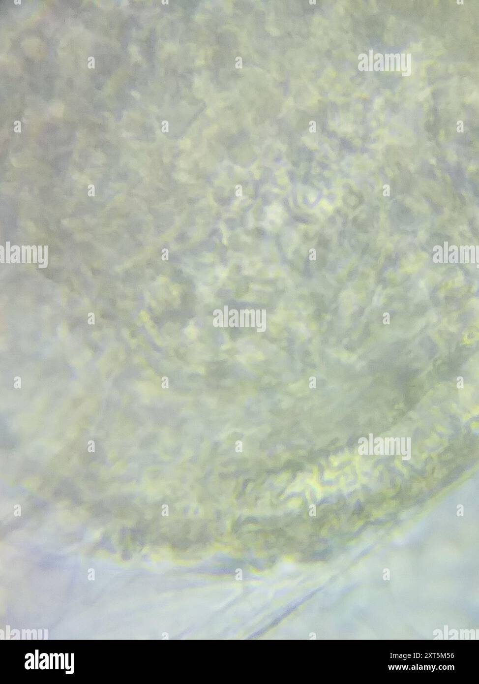 swamp beacon (Mitrula elegans) Fungi Stock Photo - Alamy