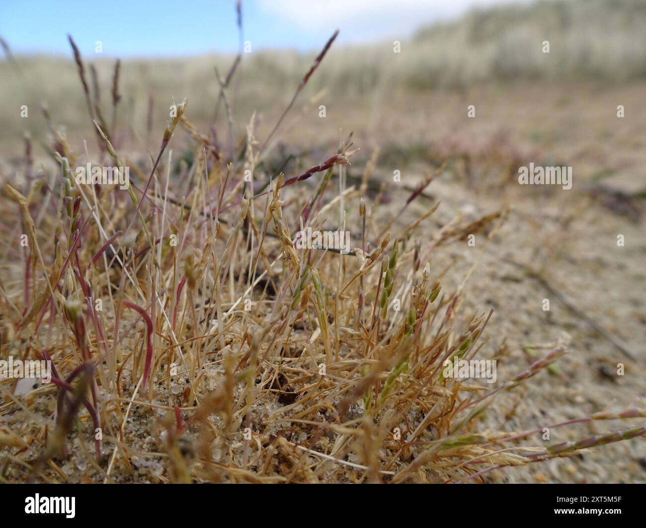 Early Sand-grass (Mibora minima) Plantae Stock Photo - Alamy