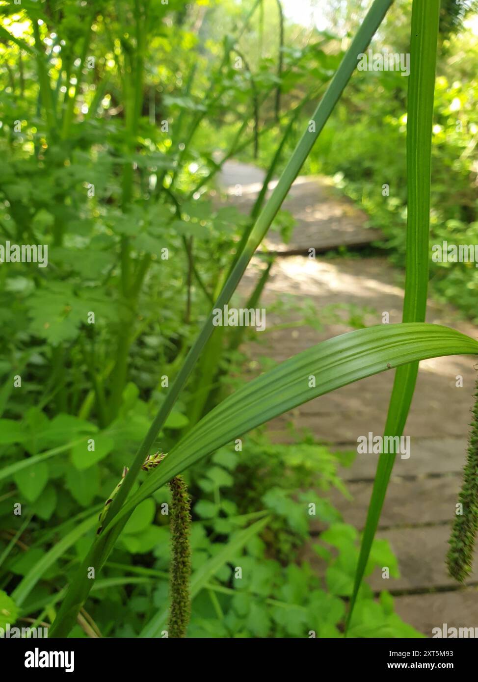 Hanging sedge (Carex pendula) Plantae Stock Photo - Alamy