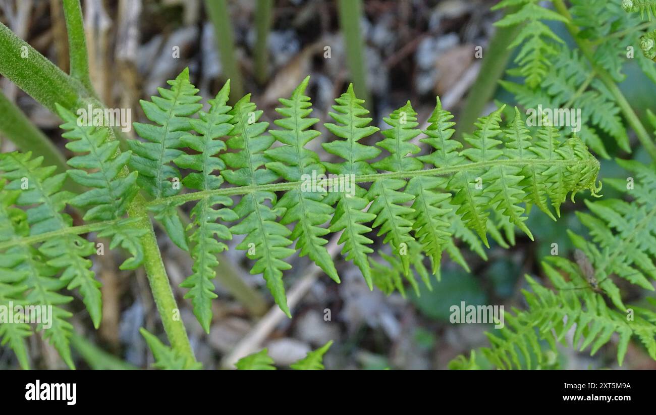 common bracken (Pteridium aquilinum) Plantae Stock Photo - Alamy