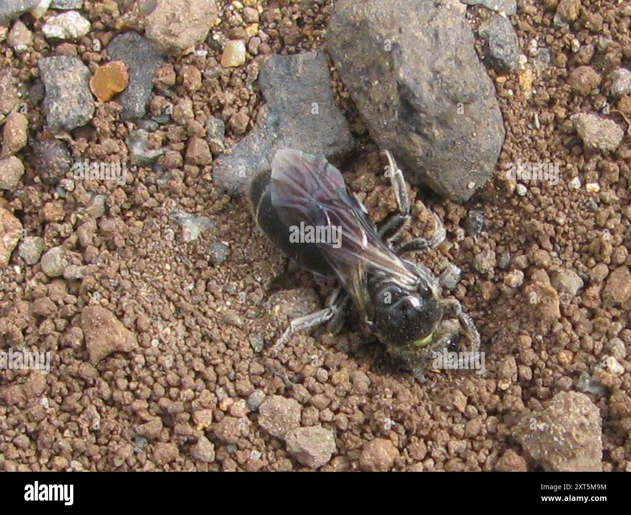 Bees (Anthophila) Insecta Stock Photo - Alamy