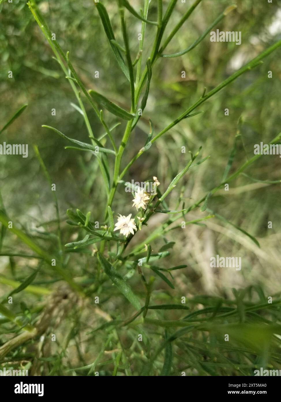 Desert Broom (Baccharis sarothroides) Plantae Stock Photo - Alamy