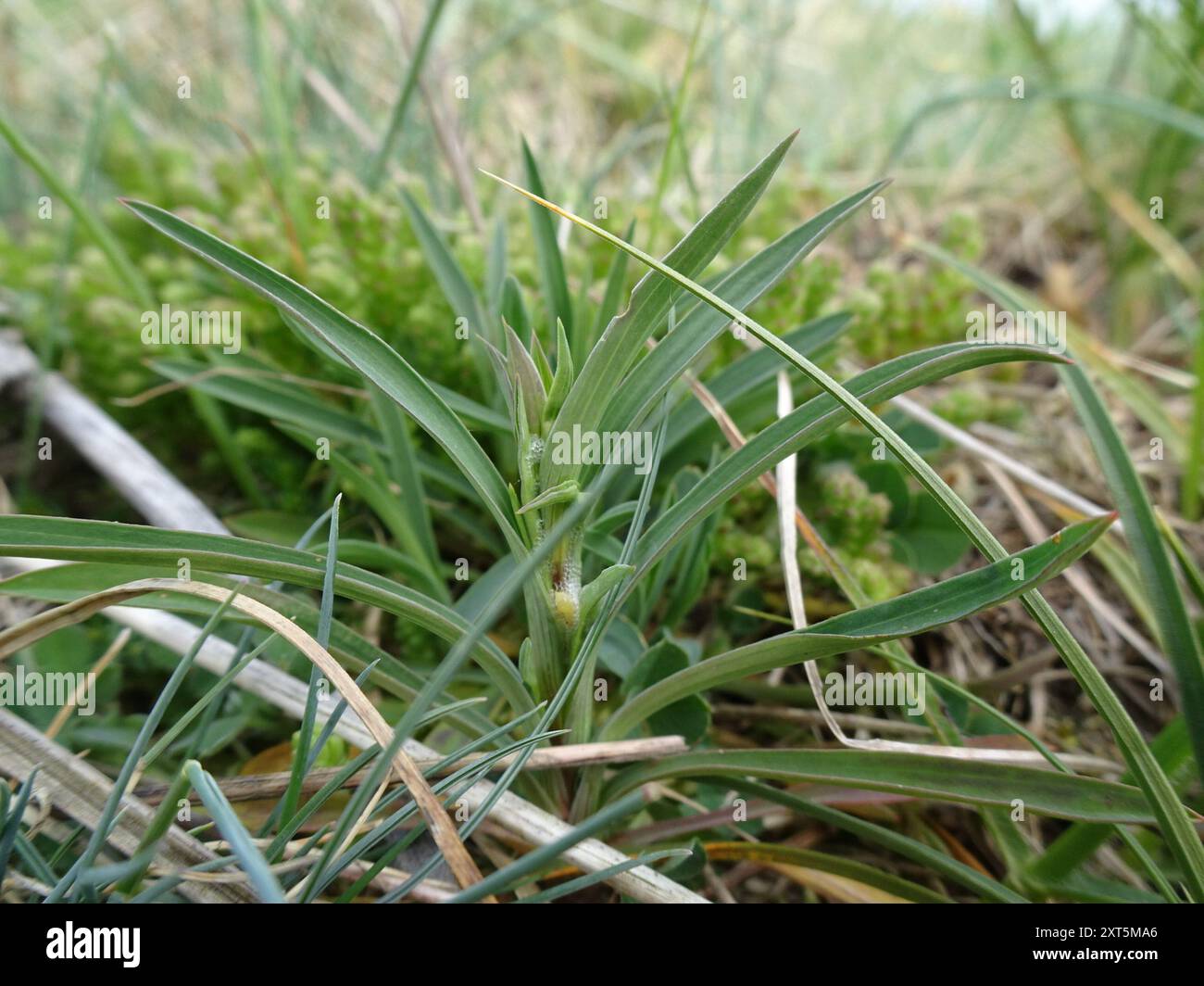 flowering plants (Angiospermae) Plantae Stock Photo - Alamy
