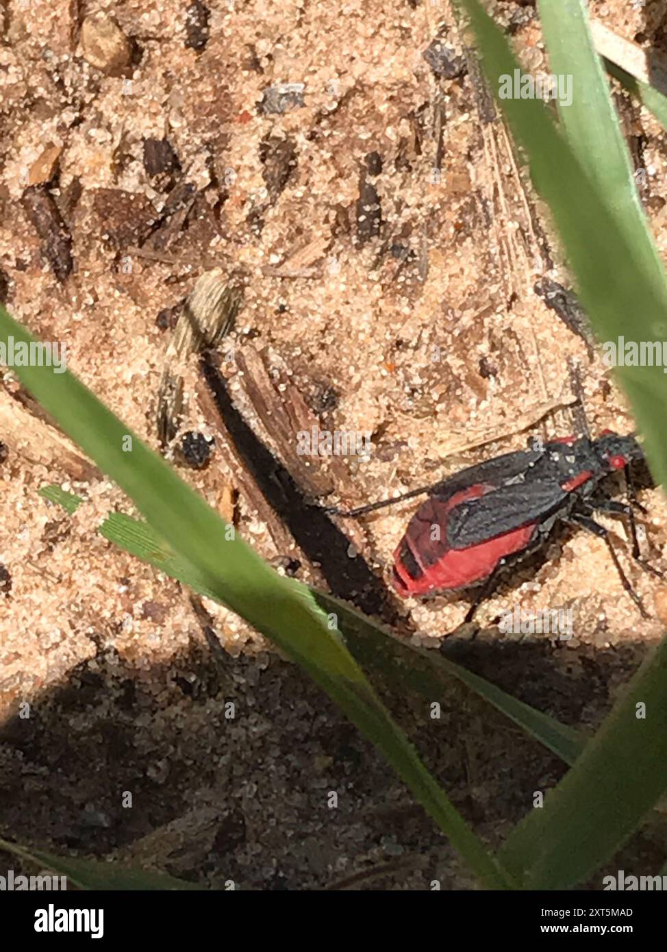 Red-shouldered Bug (Jadera haematoloma) Insecta Stock Photo - Alamy