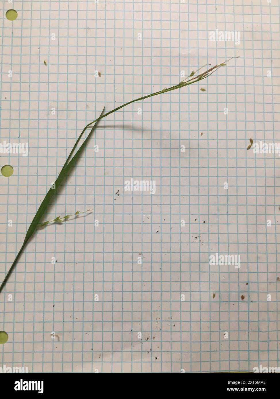 Sharpscale sedge (Carex oxylepis) Plantae Stock Photo - Alamy