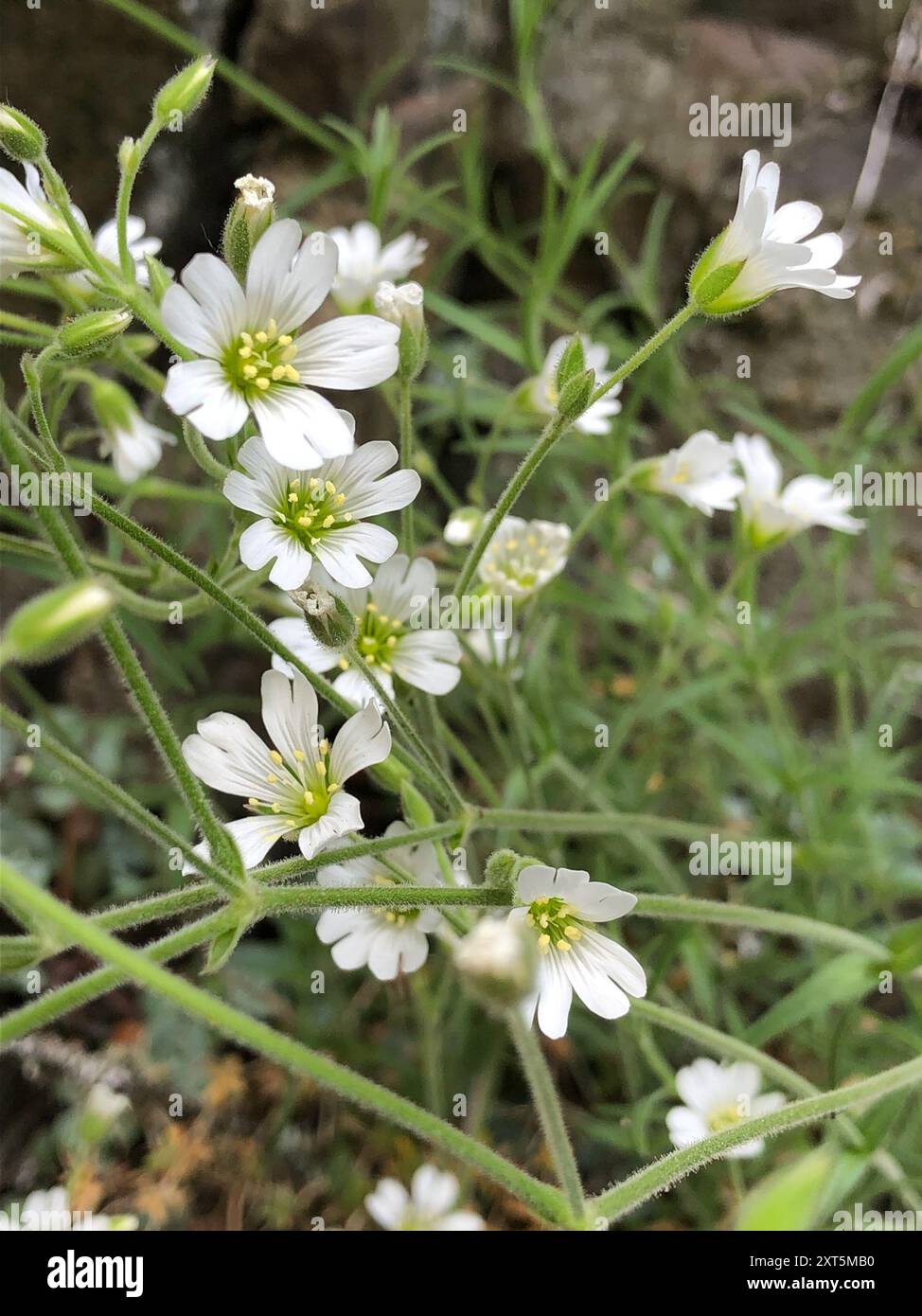 field chickweed (Cerastium arvense) Plantae Stock Photo - Alamy