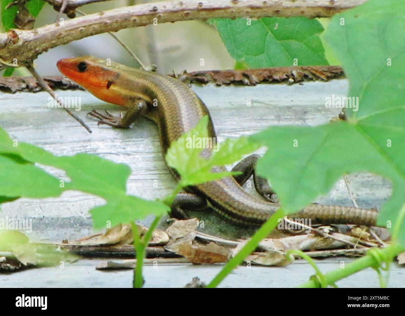 Common Five-lined Skink (Plestiodon fasciatus) Reptilia Stock Photo - Alamy
