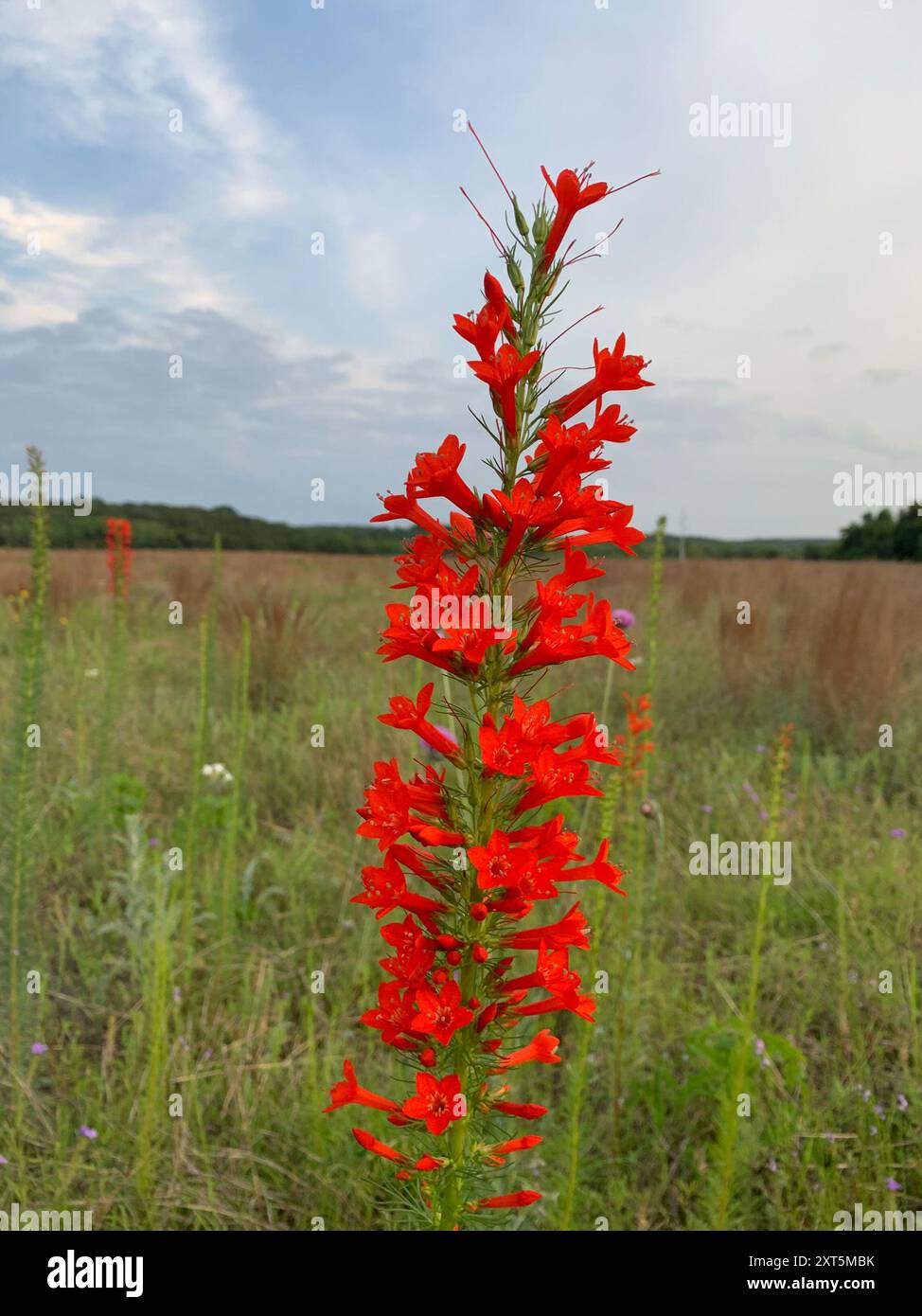 standing cypress (Ipomopsis rubra) Plantae Stock Photo - Alamy