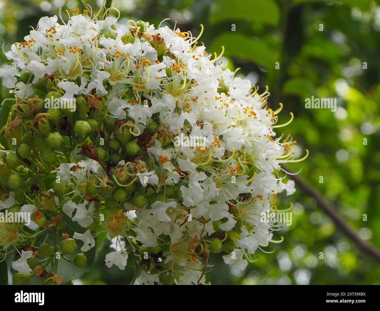 Subcostate Crape Myrtle (Lagerstroemia subcostata) Plantae Stock Photo ...