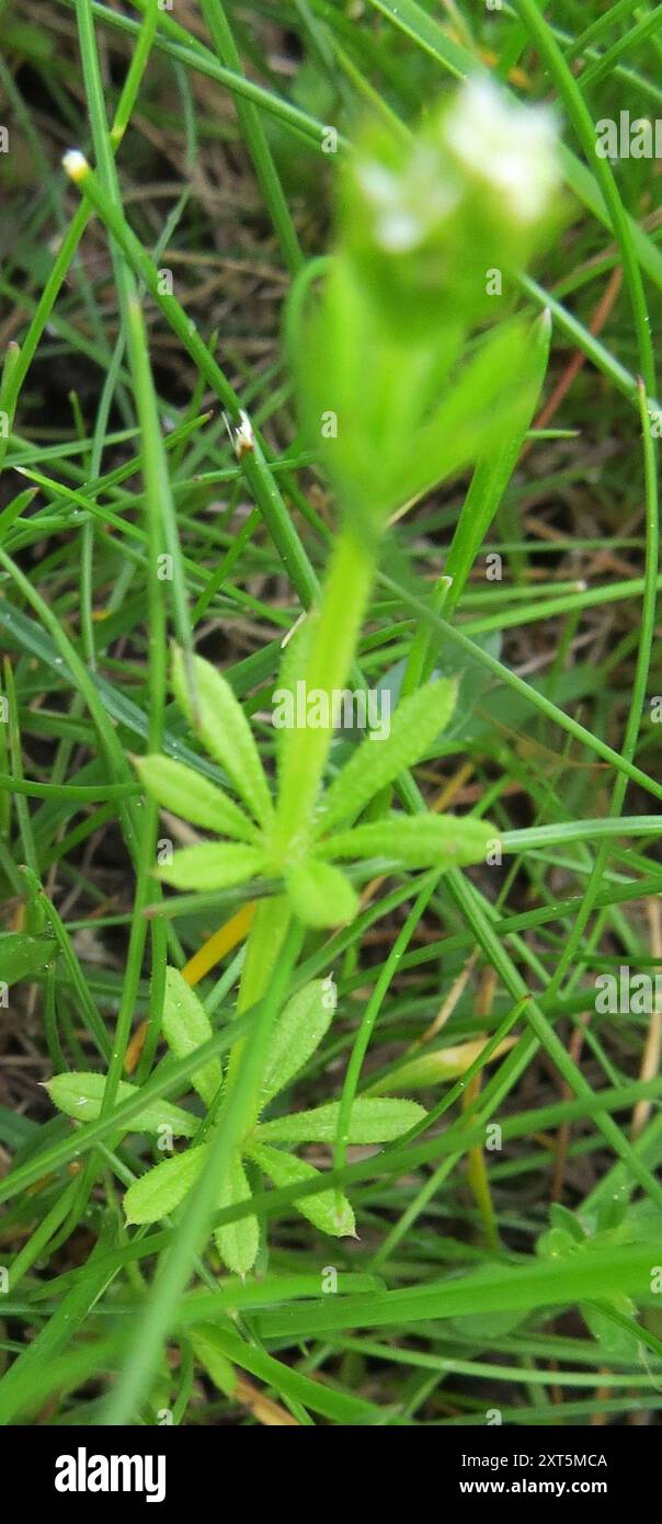 catchweed bedstraw (Galium aparine) Plantae Stock Photo - Alamy