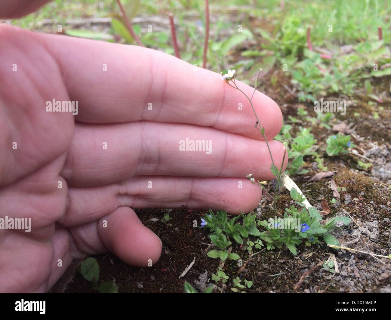 mouse-ear cress (Arabidopsis thaliana) Plantae Stock Photo - Alamy