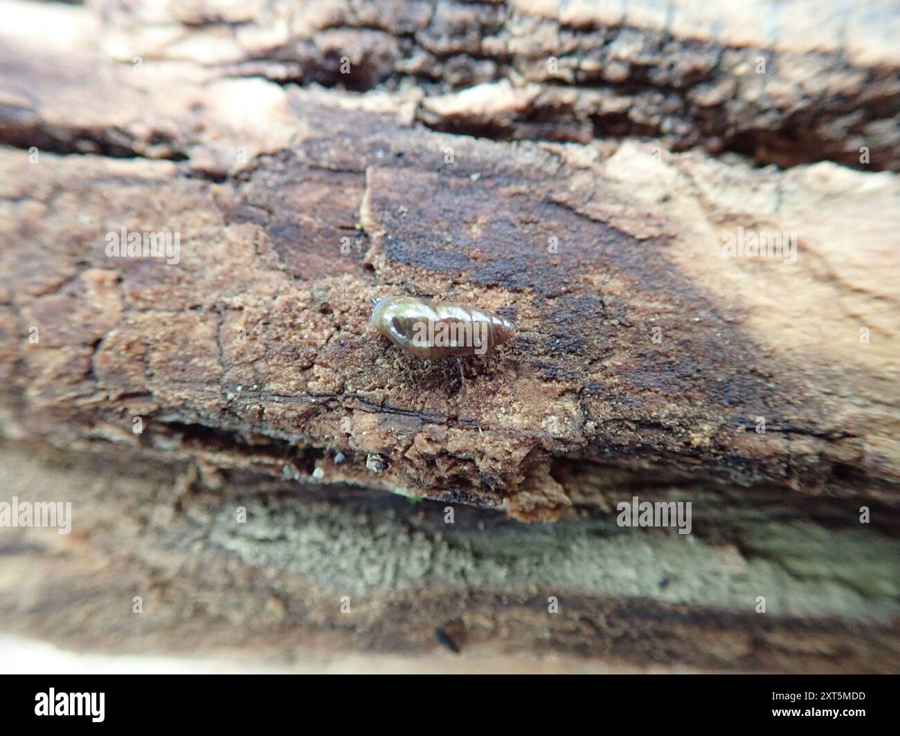 Cochlicopa lubrica hi-res stock photography and images - Alamy